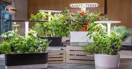 How to Grow Cucumbers Hydroponics From Seed At Home. - AgroPonics Guide